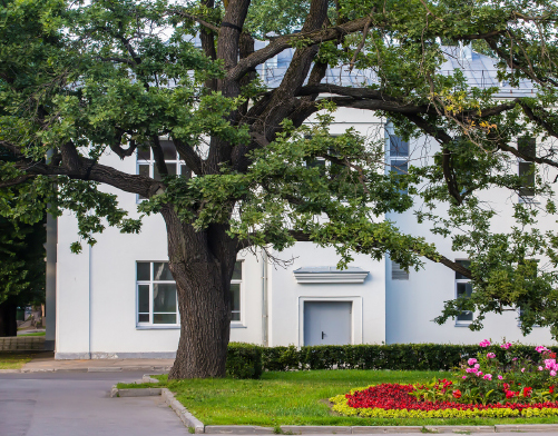 Oak Wilt Treatment | Arborists Blog