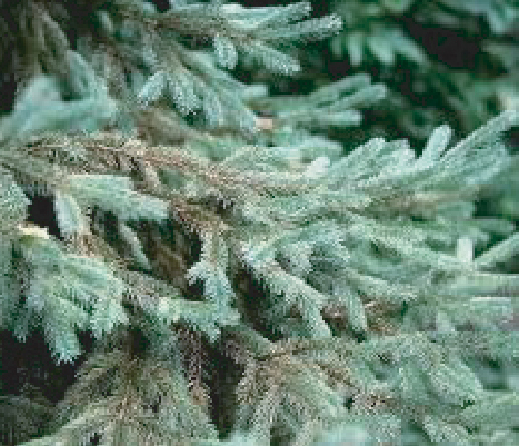 Spruce Mite Treatment | Speckled or Rusty Pine Needles
