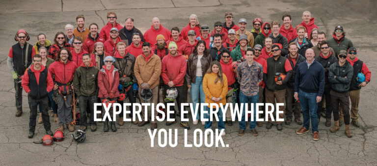 Ask a Certified Arborist in Minneapolis & St. Paul | Vineland